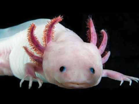 Axolotl: an animal in danger of extinction - YouTube