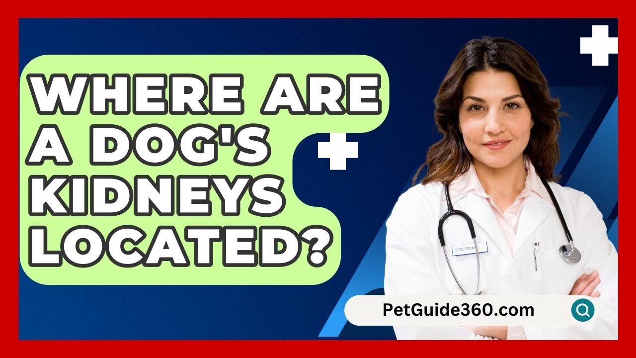 Where Are A Dog's Kidneys Located? - PetGuide360.com - YouTube