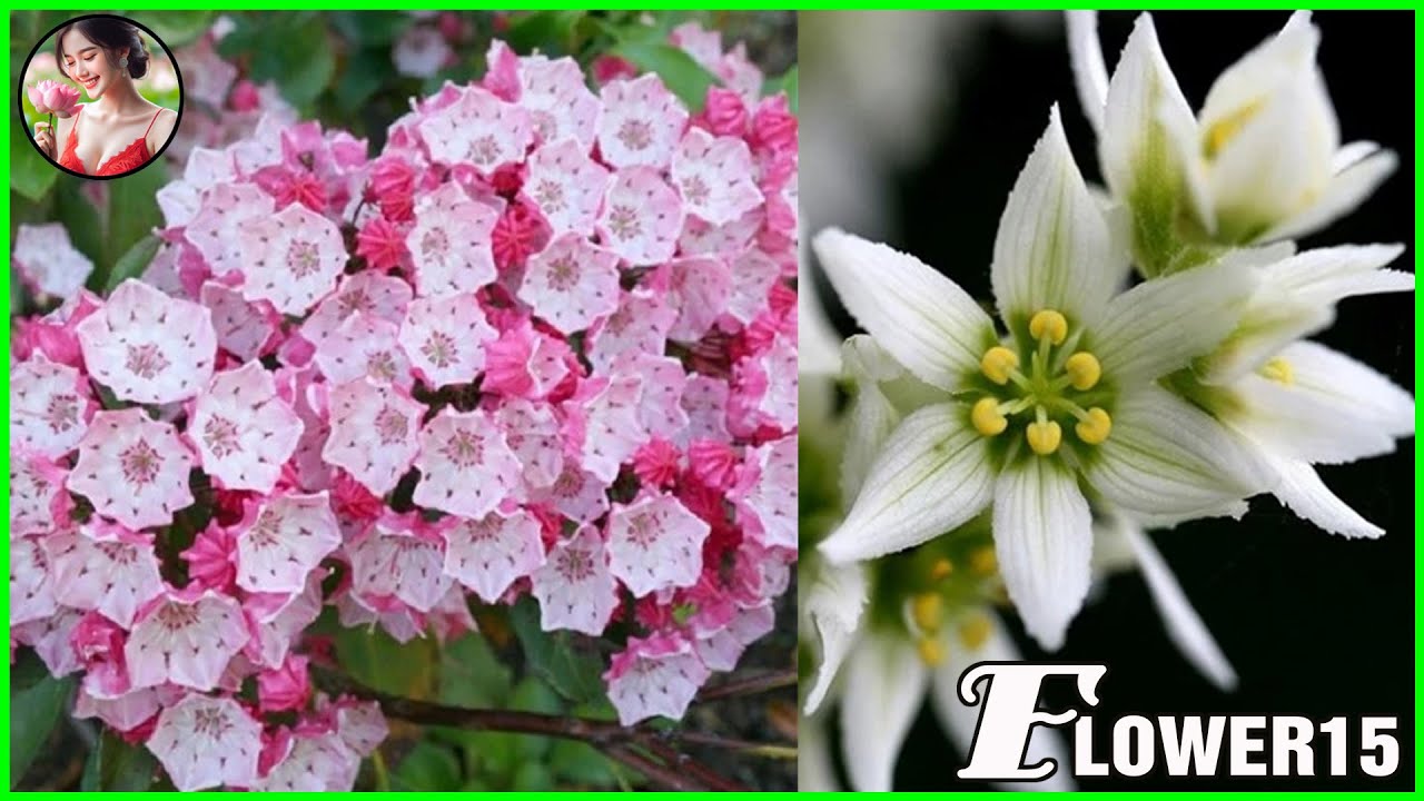 The beautiful and majestic flower contains deadly poison,#flowers - YouTube