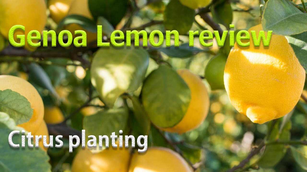 Geneoa Lemon in India climate | Lemon in bengal | Farming in land - YouTube