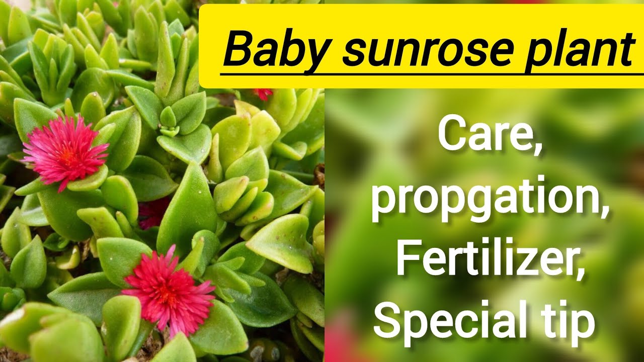 all about care baby sunrose plant।। baby sunrose plant propgation, care ...