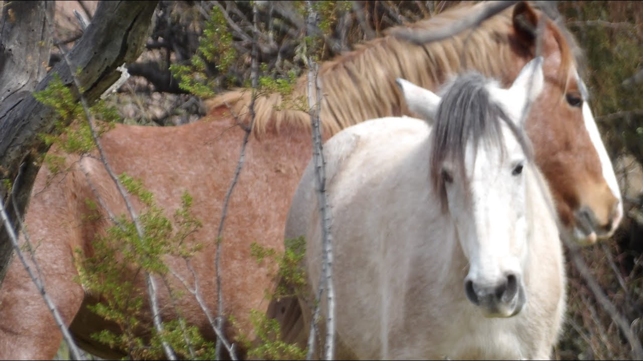 Wild Horses Early Spring Moving Pictures - YouTube