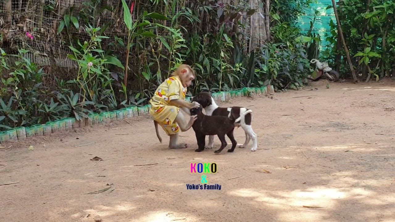 Precious BB Monkey Yoko Very Good Relationship And Gently Playing With ...