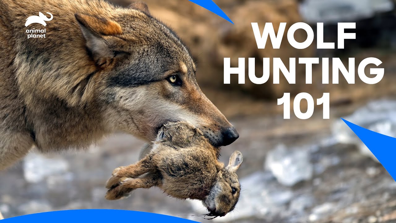 Wolf Hunting Tactics🐺| Wolves Pack Takes on Caribou🐾| भेड़िये शिकार ...