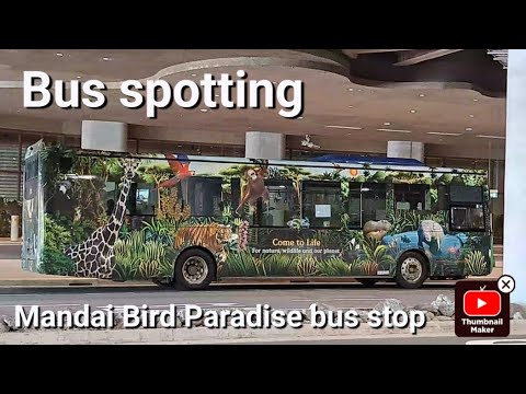 (SBST/SMRT/ComfortDelgro) Bus spotting at Mandai Bird Paradise bus stop ...