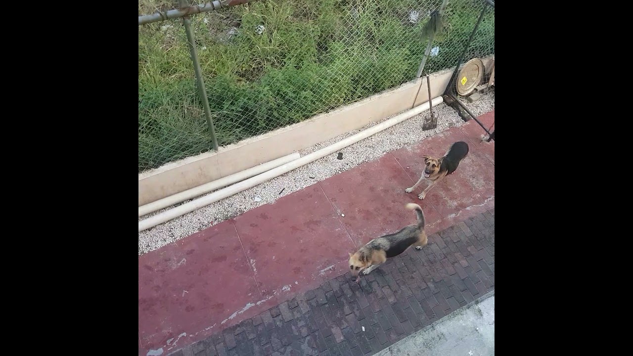 dog life in guyana - YouTube