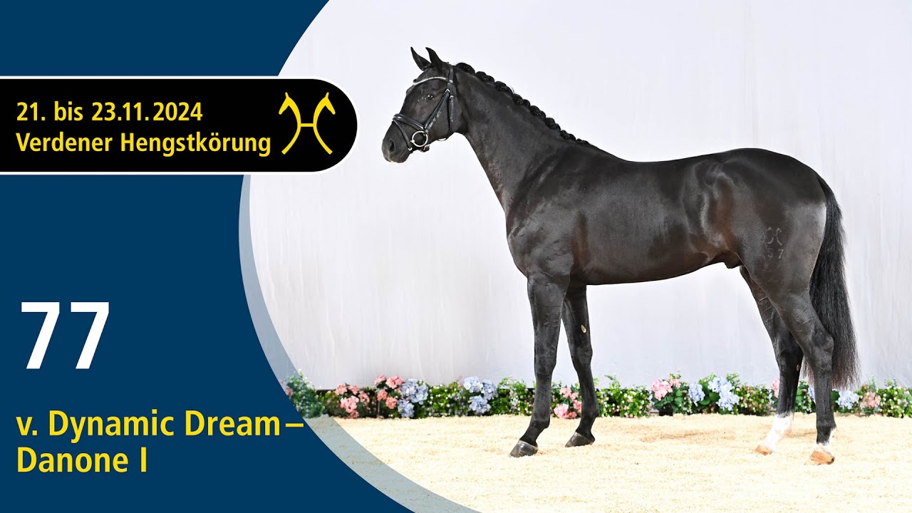 No. 77 Stallion by Dynamic Dream - Danone I | Verden Stallion Licensing ...