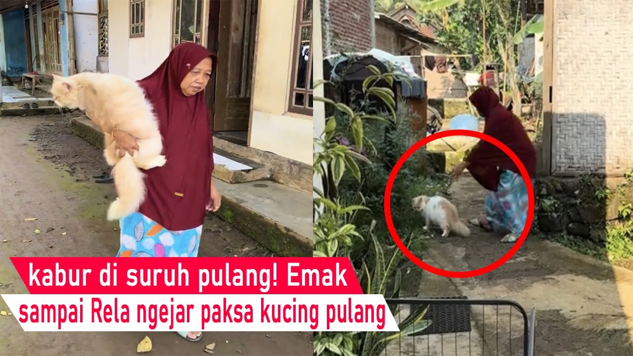 Dasar kucing Nakal! Kabur di suruh Pulang Emak sampai harus Ngejar bawa ...