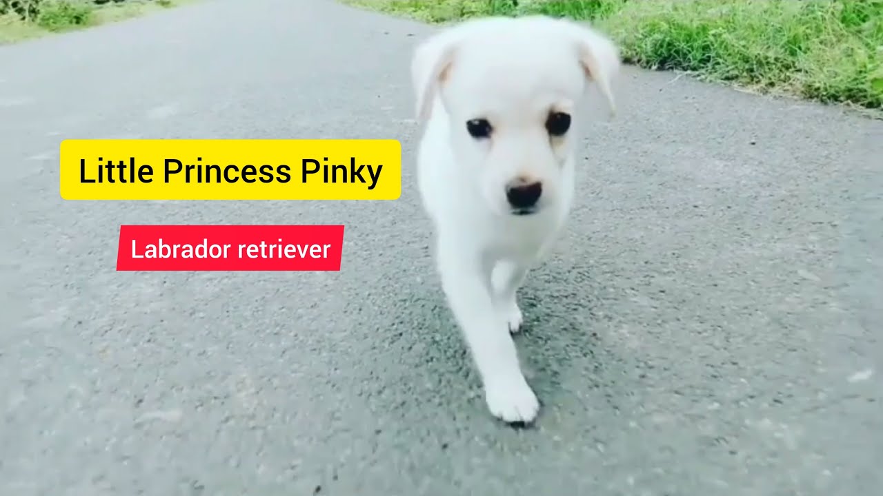 Introduce little princess Pinky Labrador - YouTube