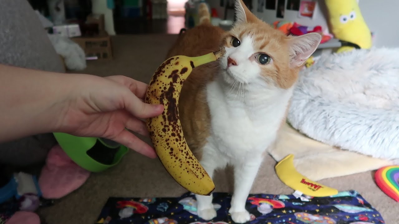 Banana Phone Calls Cat - YouTube