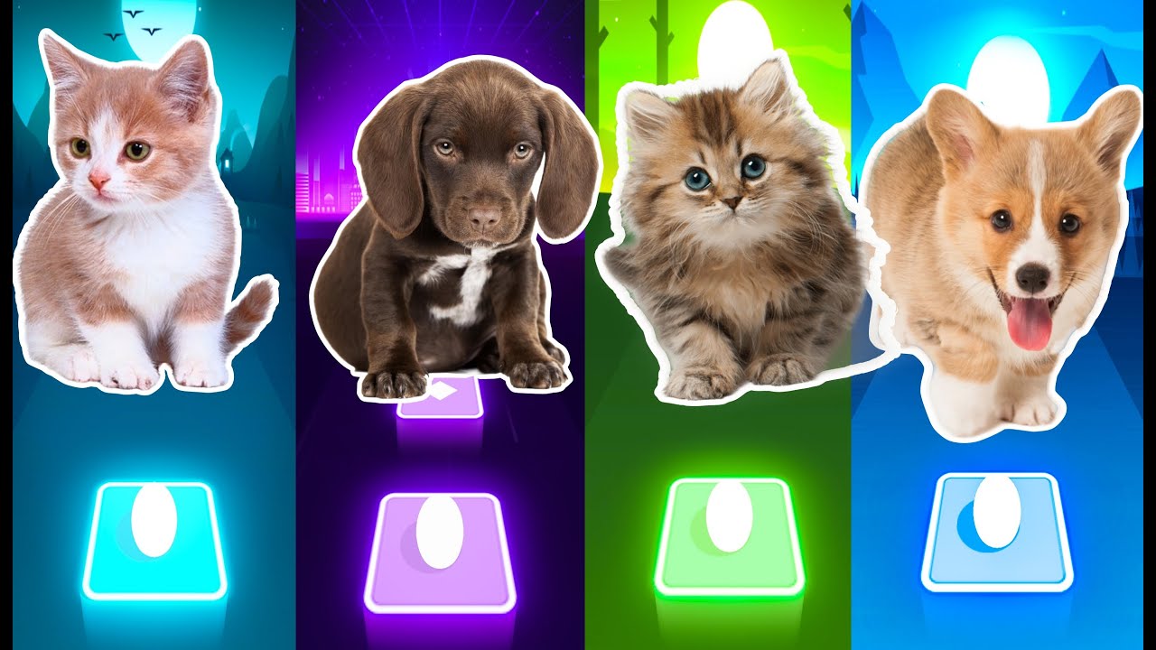 Cute cat vs Cute dog vs Cute cat vs Cute dog. Tiles Hop EDM Rush! - YouTube