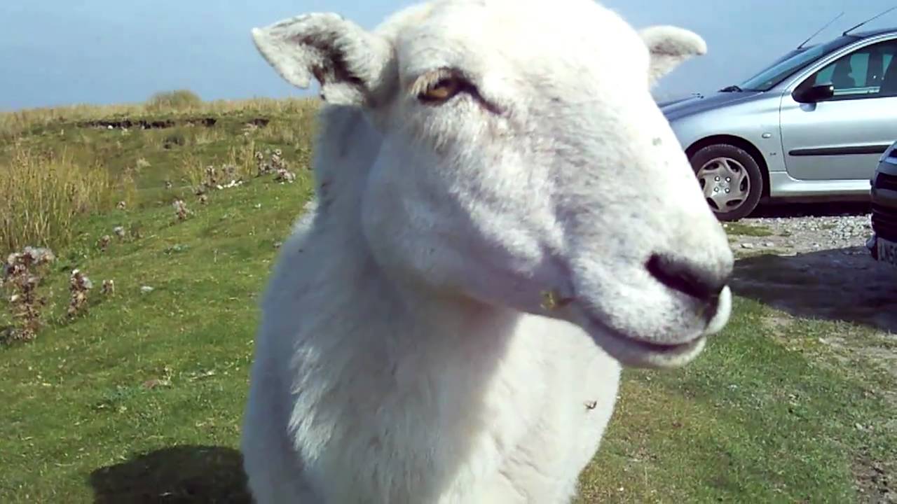 Friendly Sheep! - YouTube