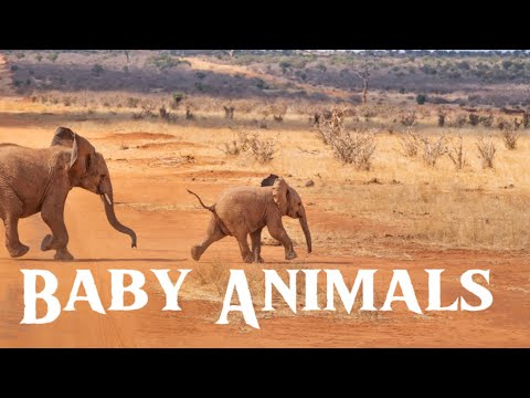 Baby Animals 4K - Amazing World Of Young Animals | Sahil Relaxation Film