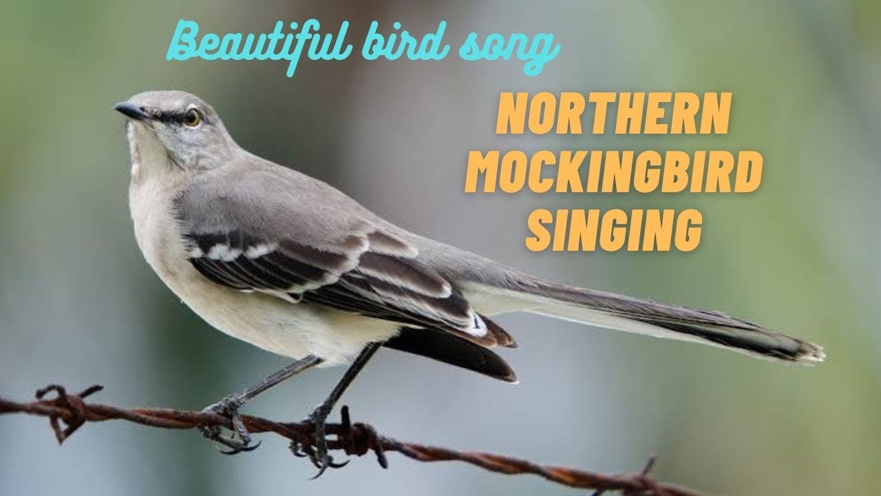 Northern mockingbird singing , europian birds ,masteran segala burung ...