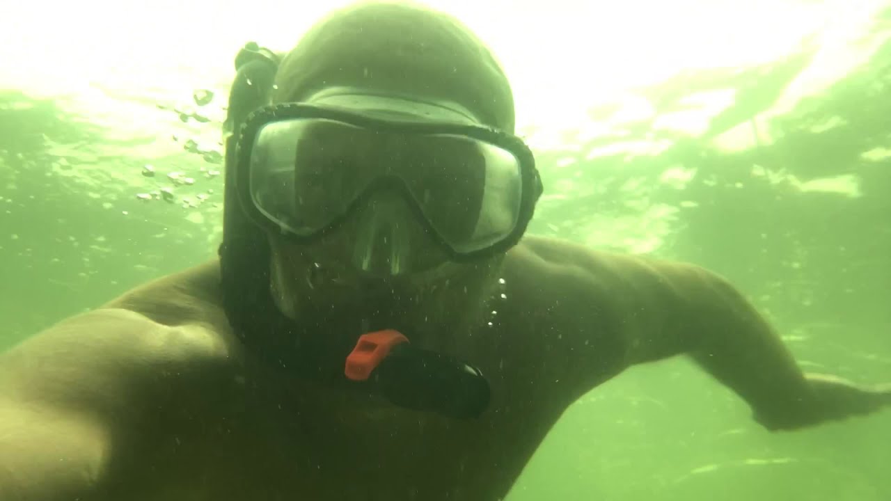 How To Catch Scallops In The Gulf Of Mexico - YouTube