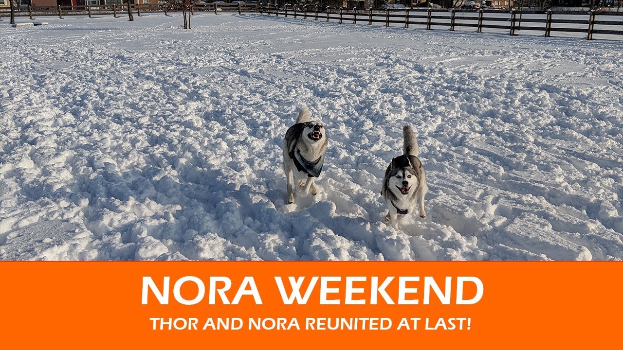 Nora Weekend | Nora comes to visit Thor for a couple of days - YouTube