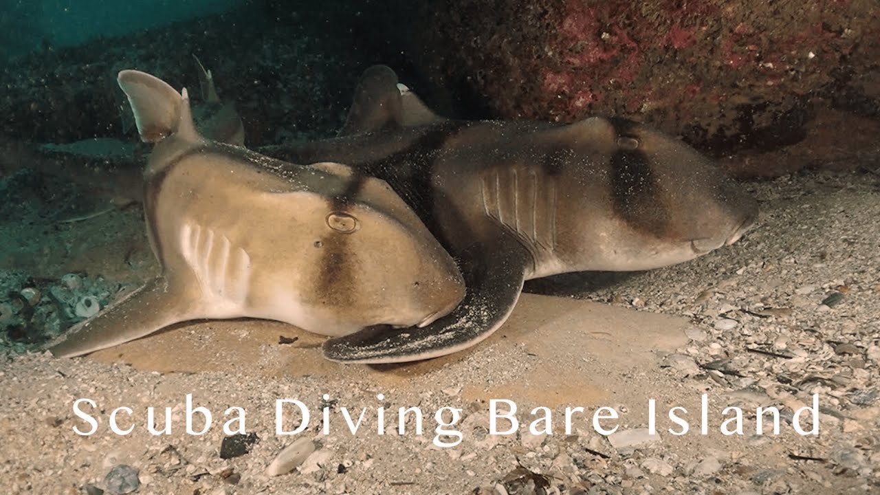 Scuba Diving Bare Island - Sydney - YouTube