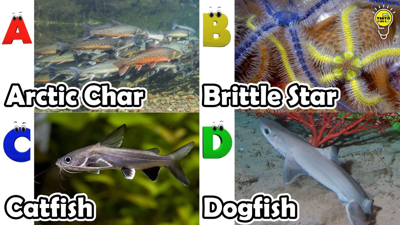 Cute ocean animals | ABC phonics animals | ABC Sea Animals song ...