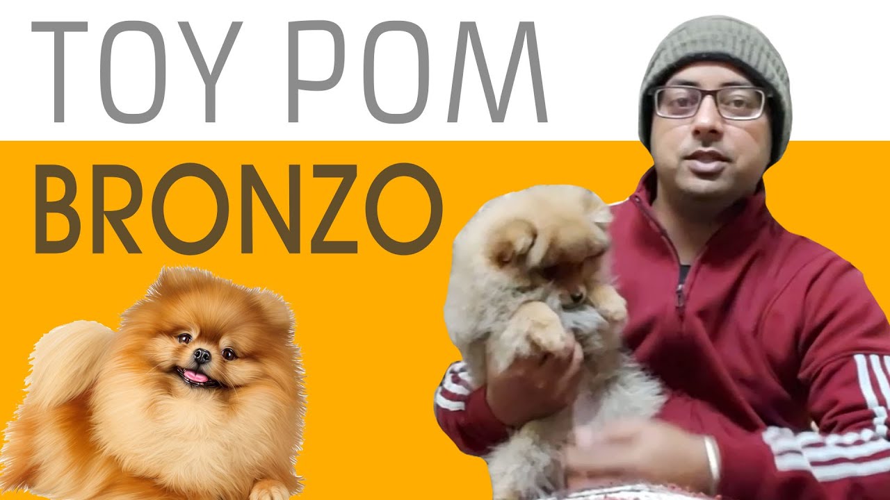 Toy Pomeranian dog - Pomeranian Dog Breed Information, Facts and ...