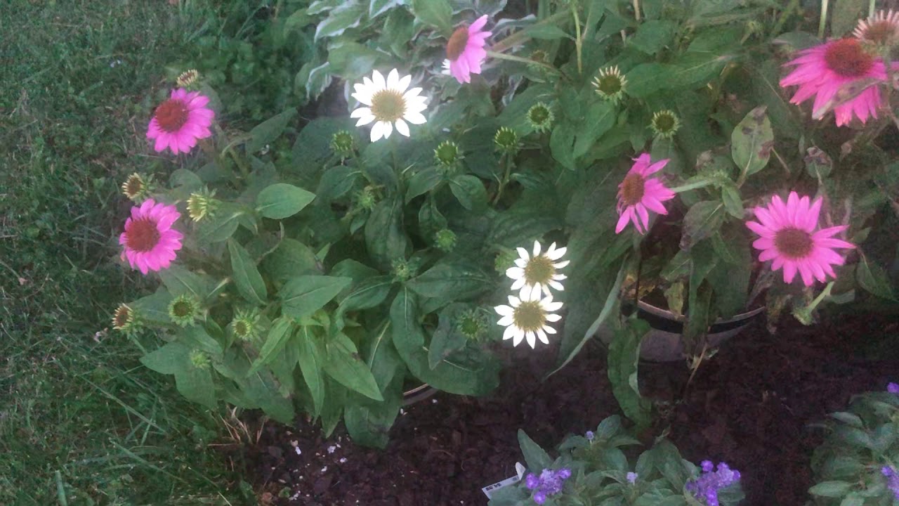 Adding More Flowers 🌸 - YouTube