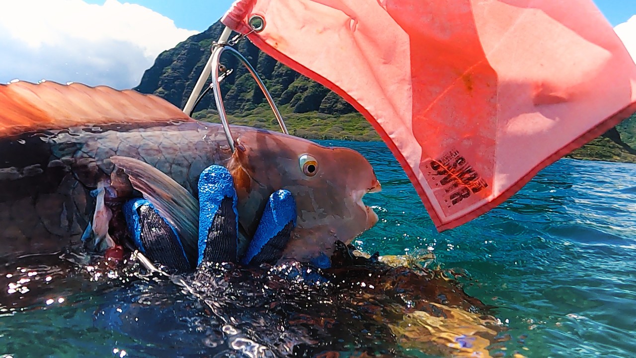 UHU Fried Scales, Steamed, Honey Mac Nut! - Spearfishing Catch and Cook ...