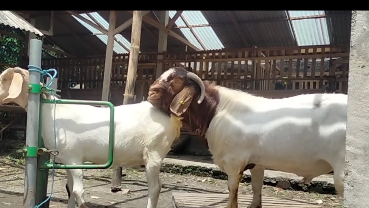 Best technique crosses boer goat in my farm | Boer goats farm in ...