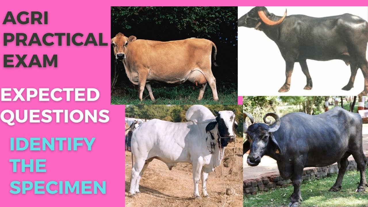 AGRI PRACTICAL | Expected questions on the different breeds of animals ...