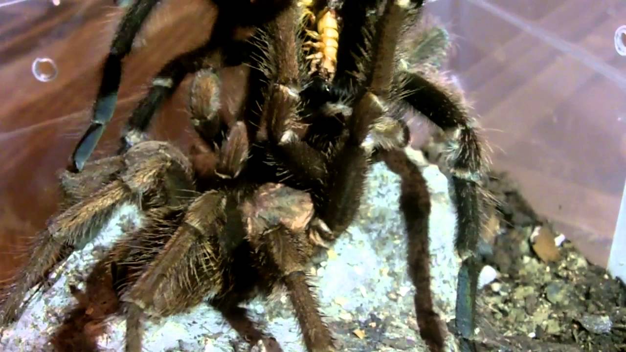 P.cancerides (Haitian Brown) Mating Attempt 1 - 4/30/16 - YouTube