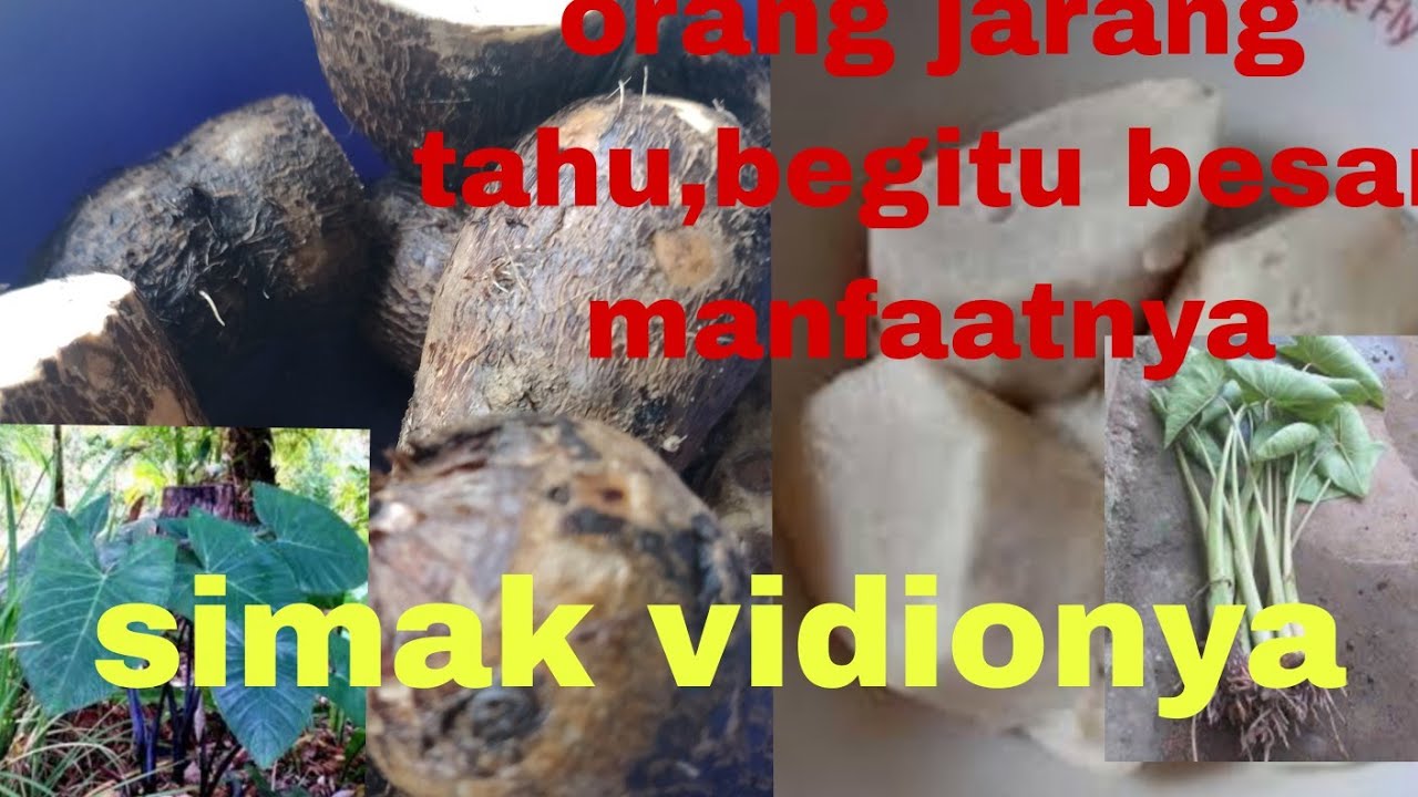 LUAR BIASA!!!!!!I inilah manfaat ubi talas/keladi yg jarang di ketahui ...