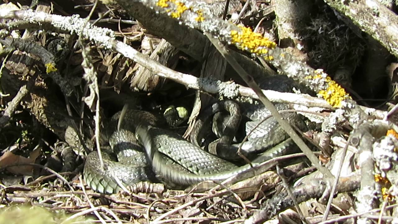 Snok (Natrix natrix) - YouTube