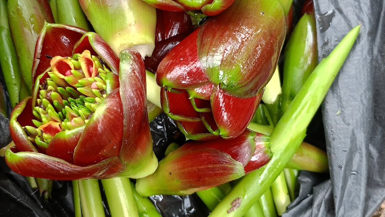 spill bunga unji .. - YouTube