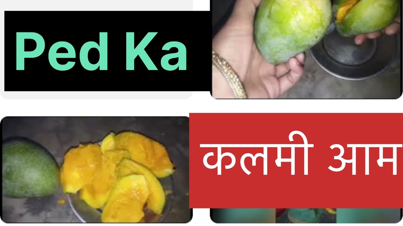 Bombay Green Mango, Ped Ka Gira Kalmi Aam - YouTube