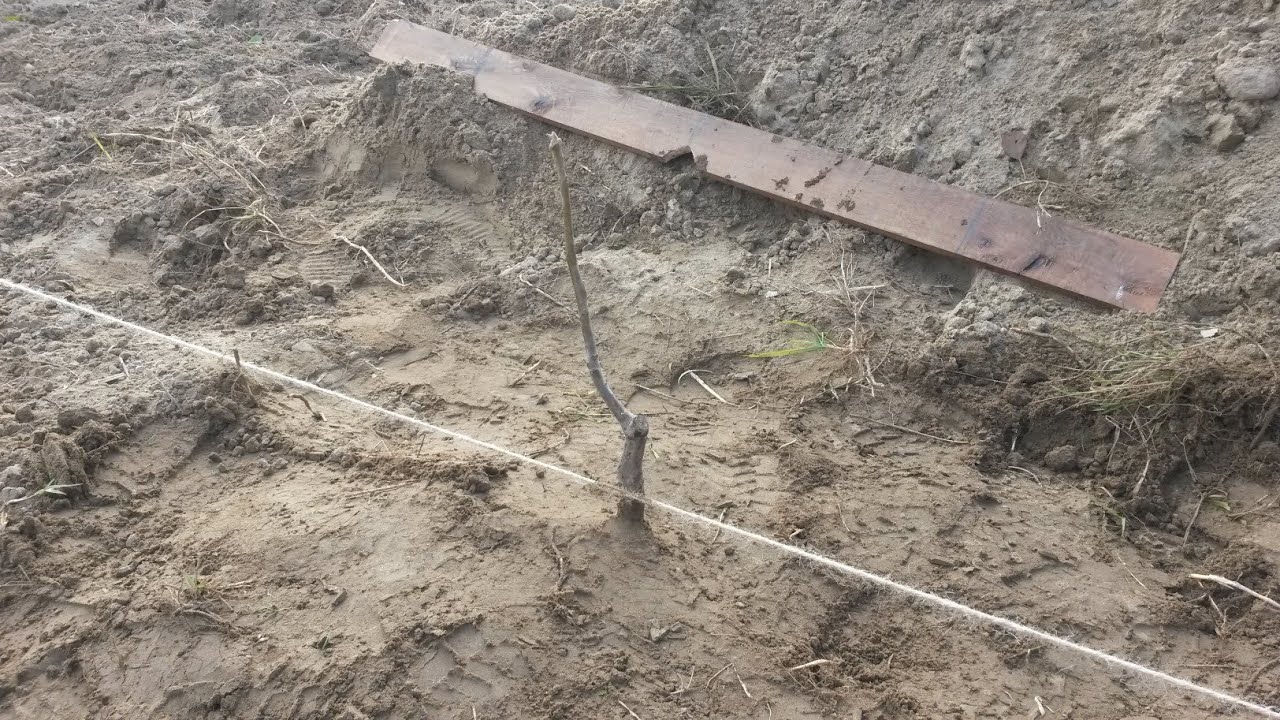 Infiintare livada de nuci: pregatirea terenului si plantarea nucilor ...