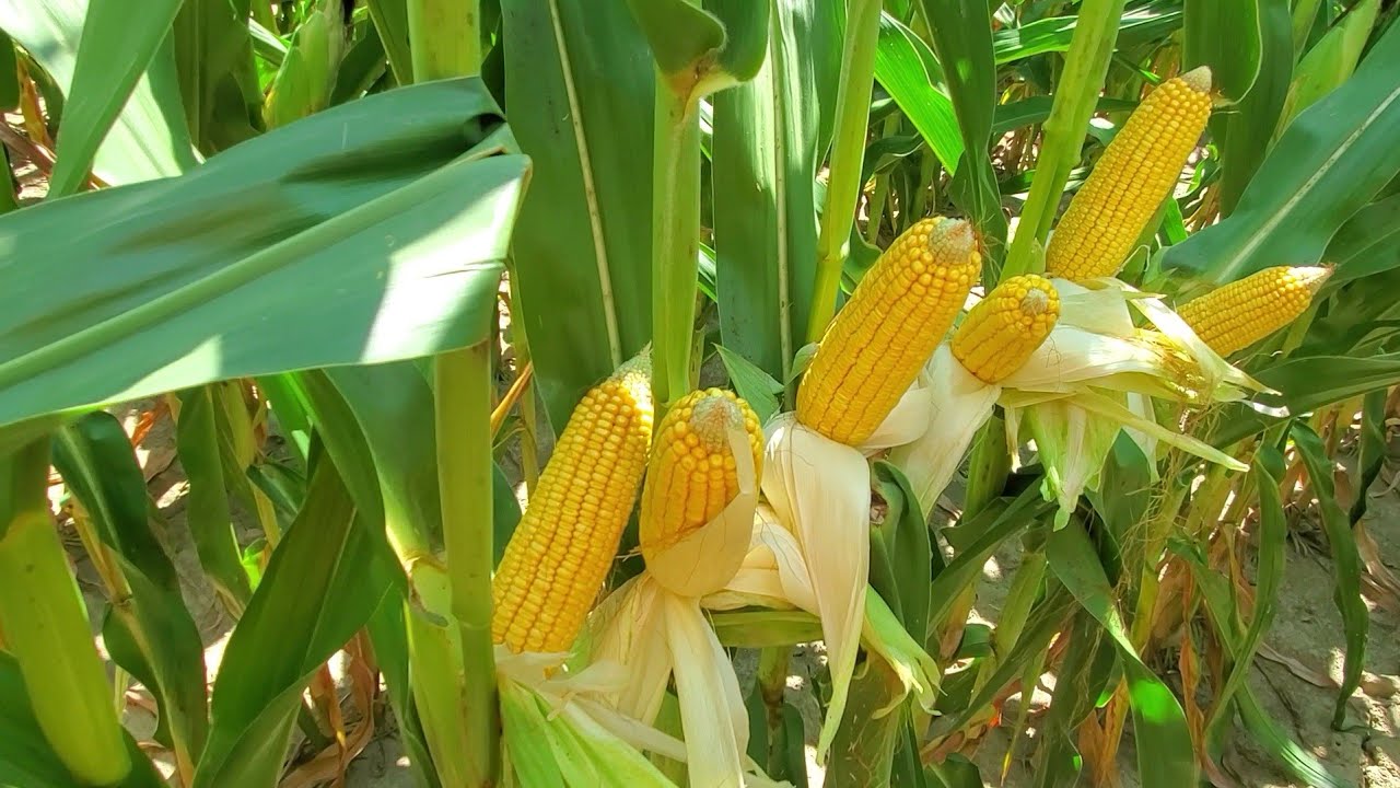 What's a Milk Line? - #228 - YouTube