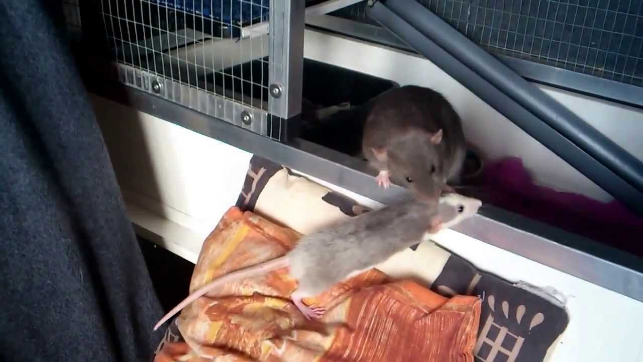 Rats Meeting - First Time getting to know each other 2 - YouTube