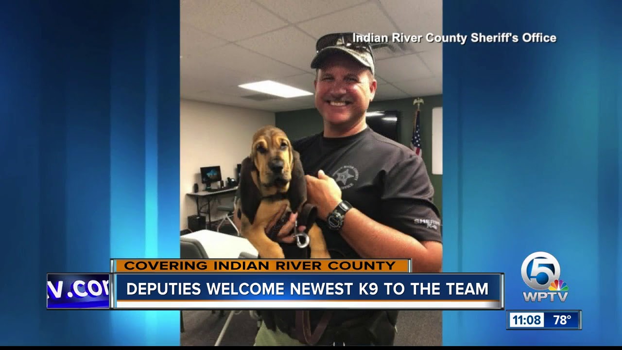 Indian River County deputies welcome newest K9 to the team - YouTube
