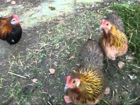Ohiki chickens eating sunflower seeds - YouTube