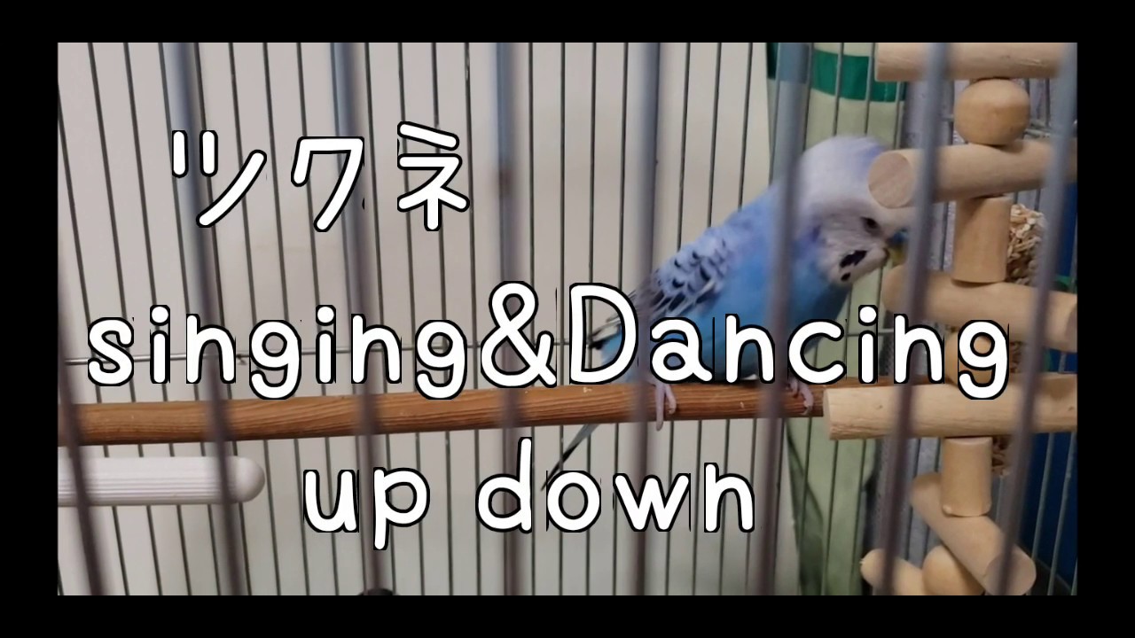 TSUKUNE 🦜Singing& Dancing parakeet（歌う踊るインコ🦜） - YouTube