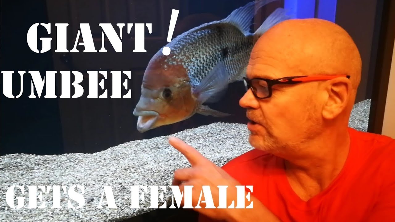 Umbee Cichlid