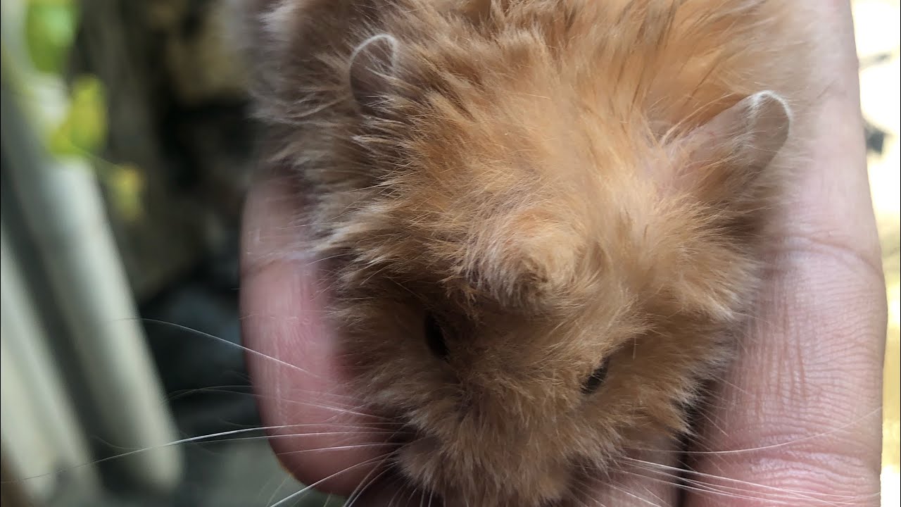 Syrian Hamster, Rare mutation for Teddy bear hamster - YouTube