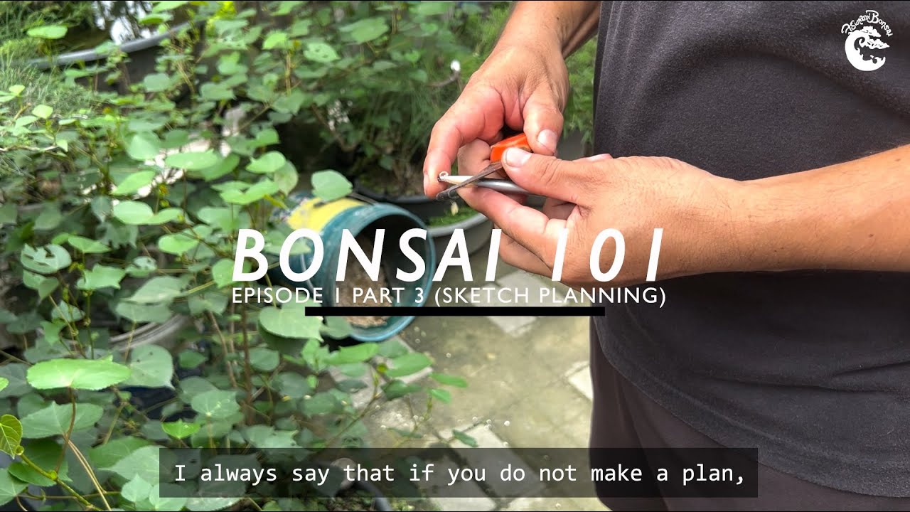BONSAI 101 EP 1 FREEHAND SKETCH BONSAI PLANNING (PART 3 W/ ENG SUB ...