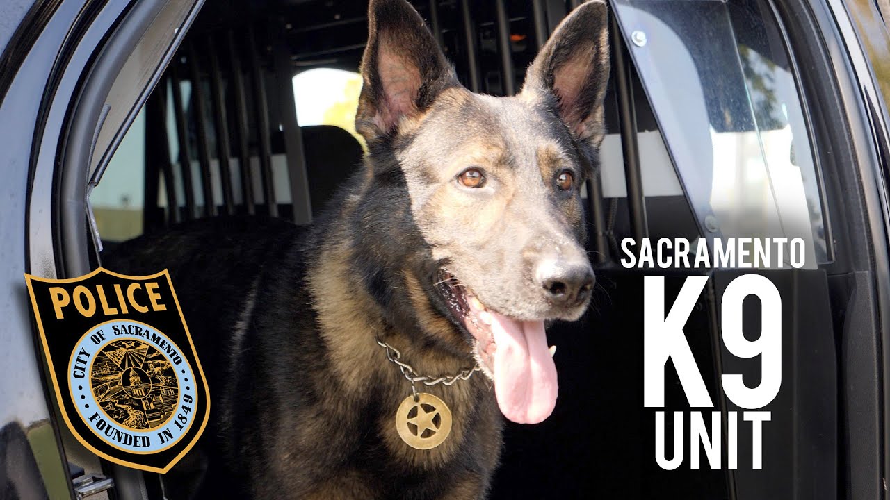 Join SacPD: The K9 Unit - YouTube