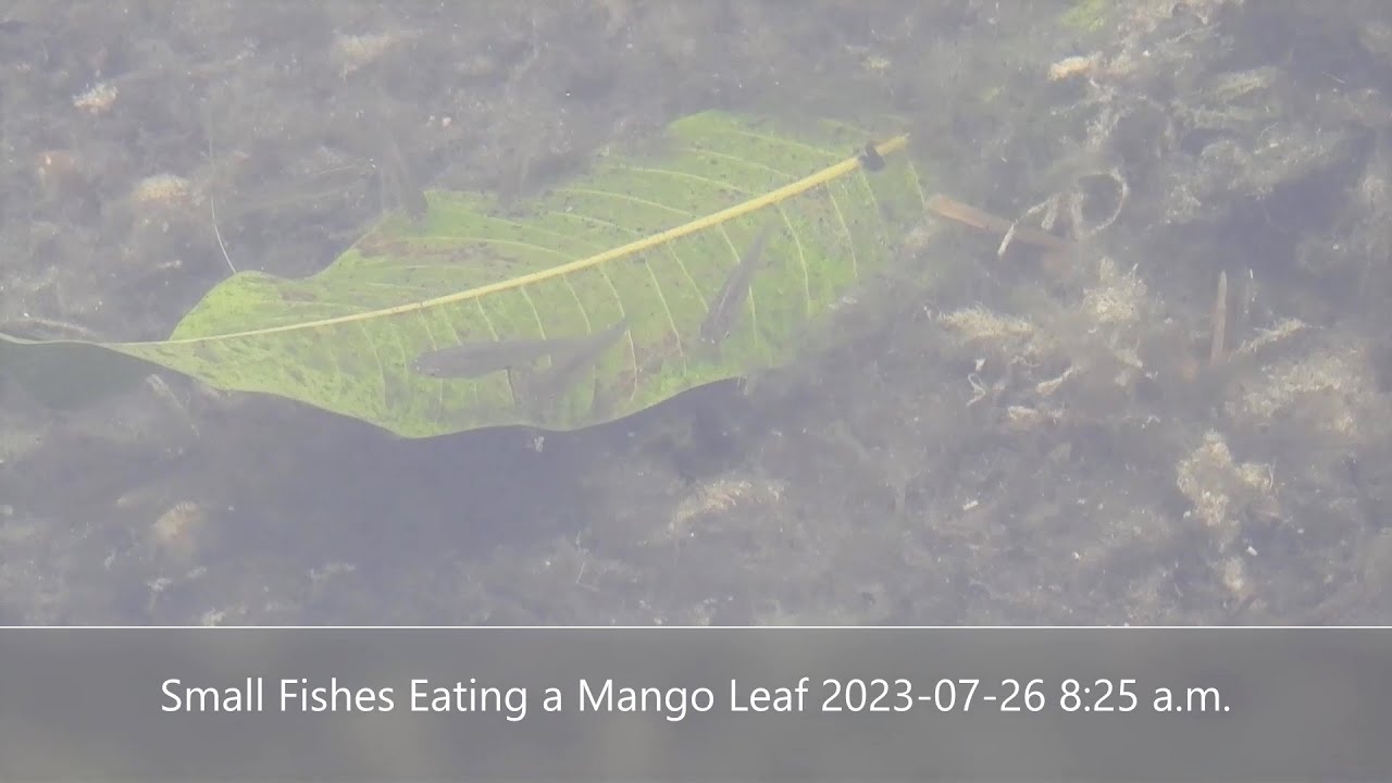 Small Fishes Eating a Mango Leaf || GOD'S CREATIONS - YouTube