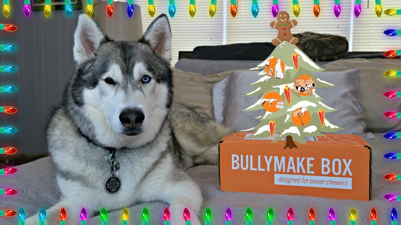 Bullymake Unboxing || December - YouTube