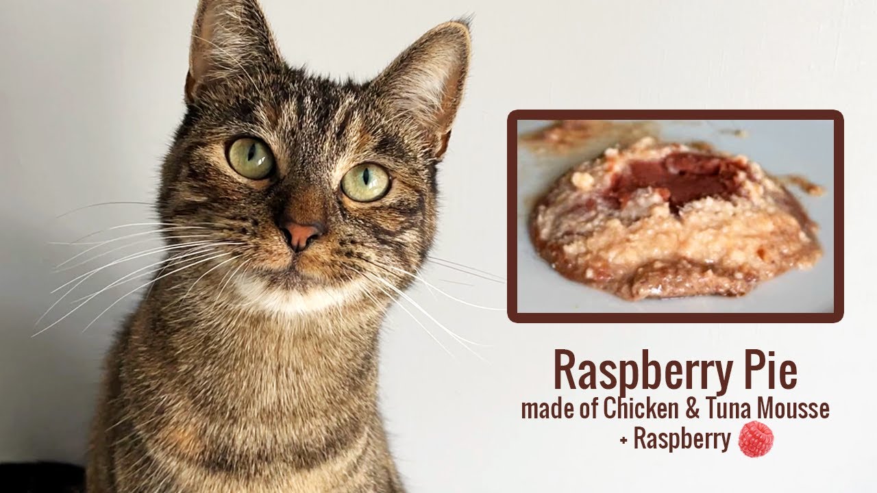 Cat Eating Raspberry Pie made of Chicken & Tuna | Wet food ASMR 🎧 - YouTube