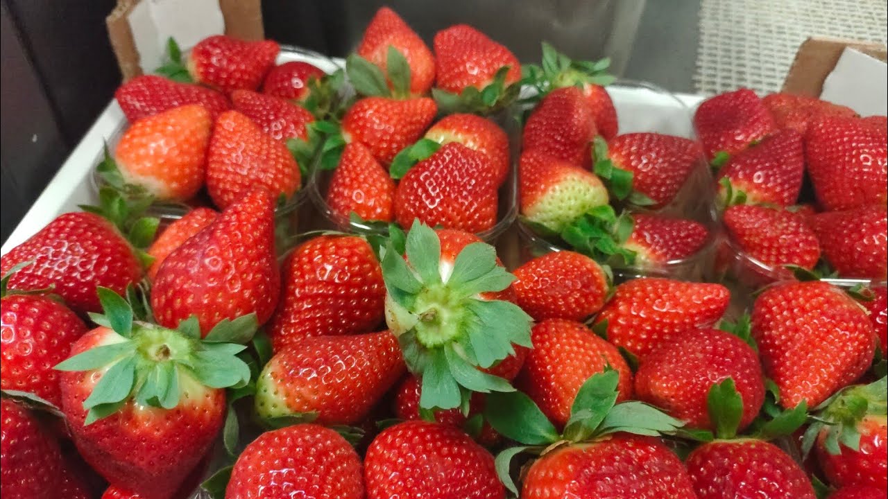 FRESH STRAWBERRY PLUS LUNCH MEAL - YouTube