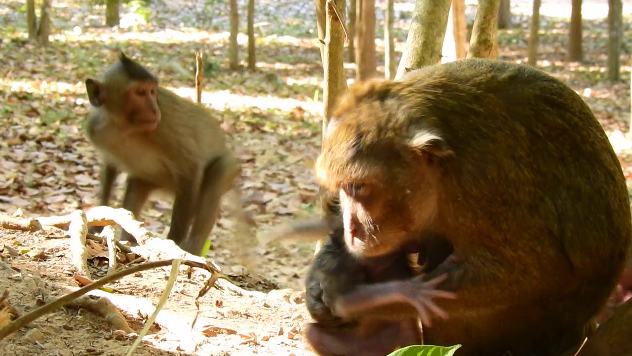 Baby Monkey DouDou And Bono Eat Carrot With Dad Very Adorable.#017 ...