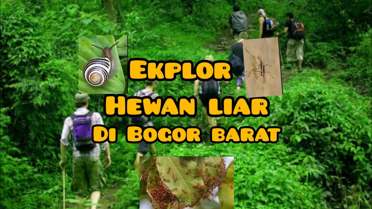 kehebohan pecinta satwa explor pedalaman hutan di Bogor barat - YouTube