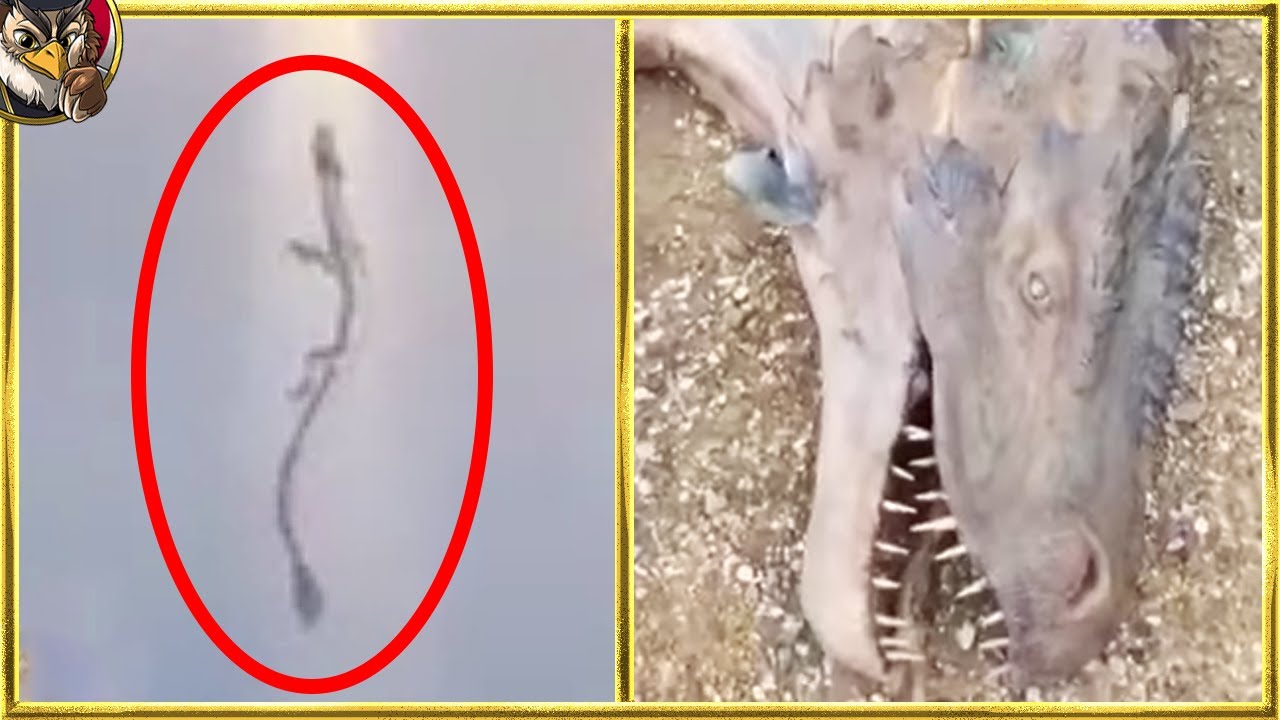 カメラに写ったドラゴン10 - YouTube