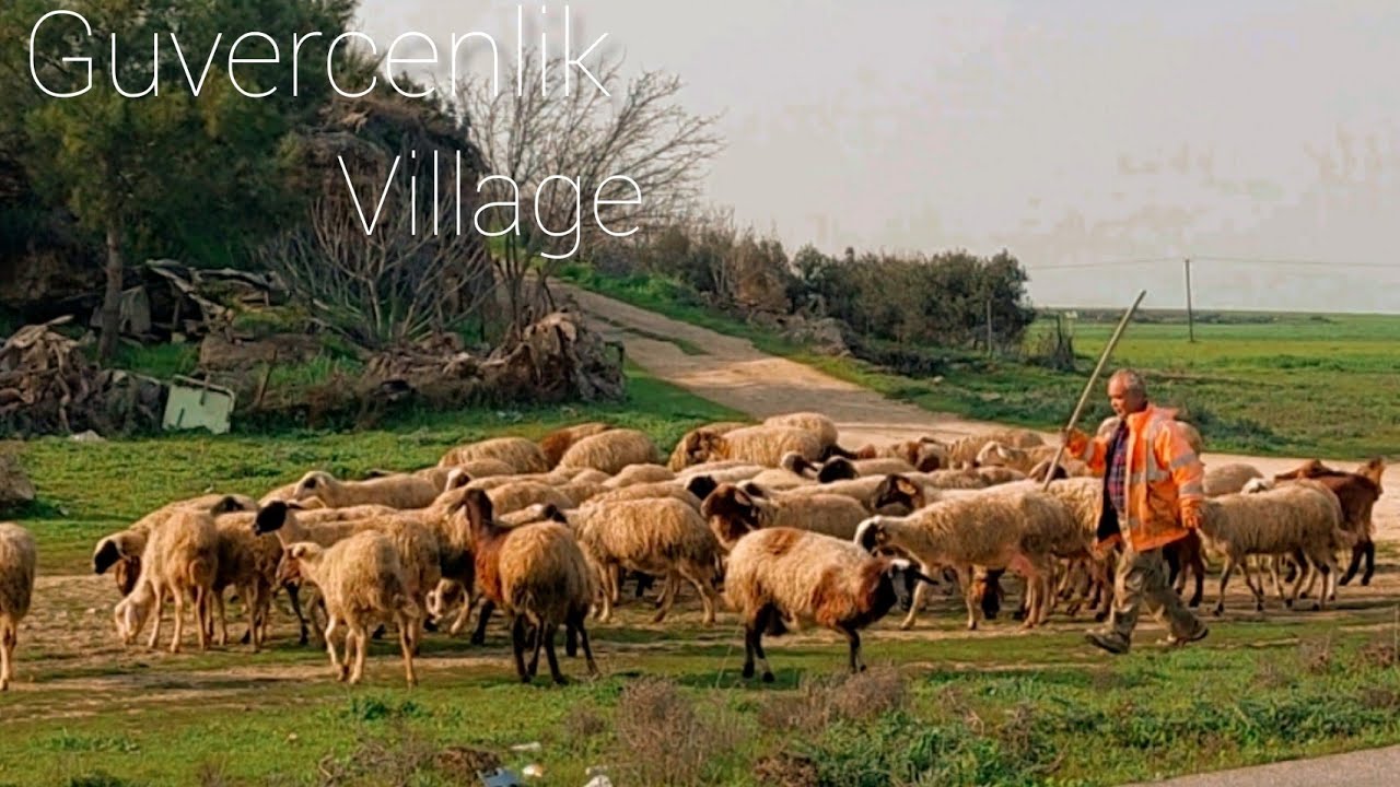 Farming village north Cyprus, Guvercenlik. - YouTube